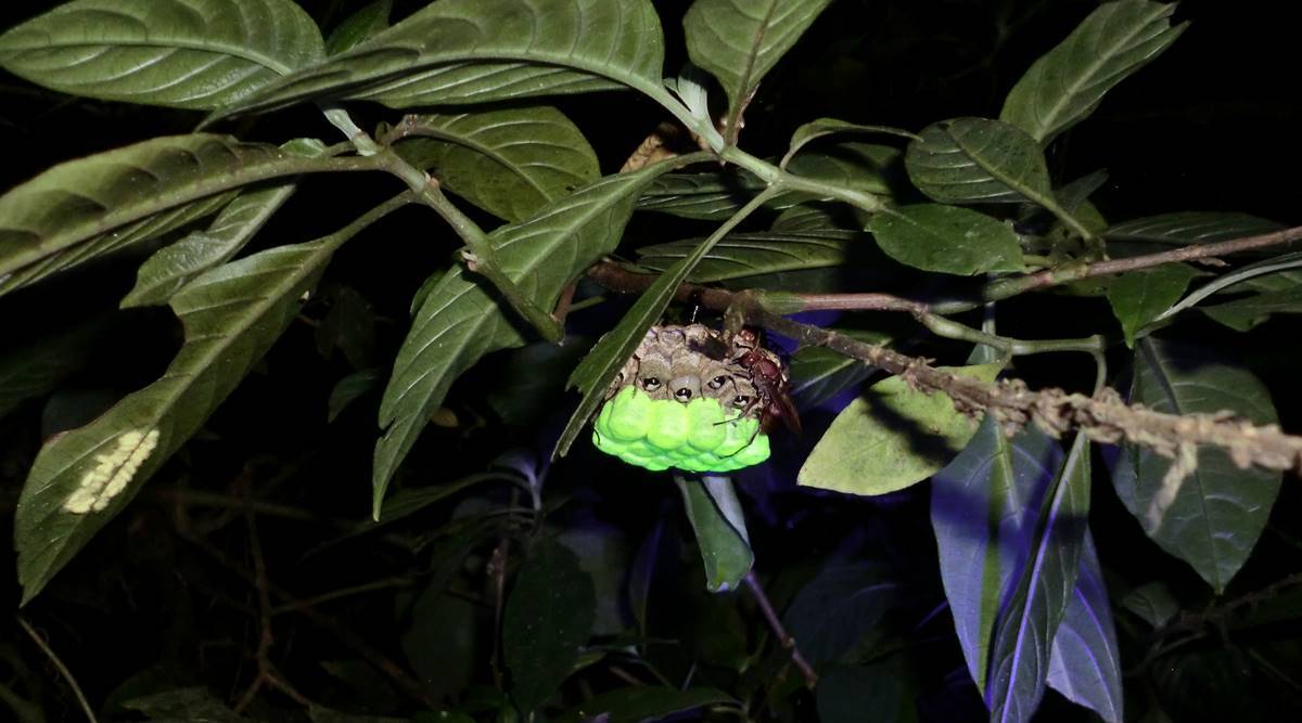 The most beautiful cocoons in the insect kingdom - Crispbot